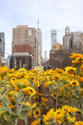 New Installation Featuring 333 Sunflowers Installed Editorial Stock ...