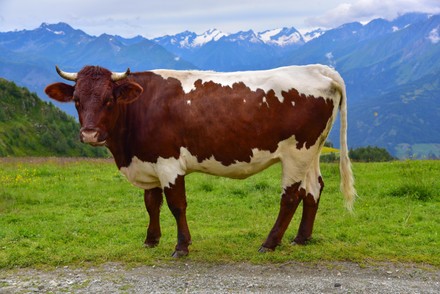 2 Pinzgauer cattle Stock Pictures, Editorial Images and Stock Photos ...