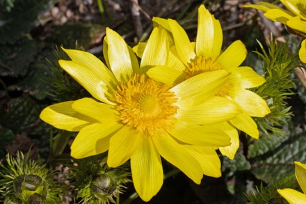 Spring Adonis Rose Two Yellow Open Editorial Stock Photo - Stock Image ...