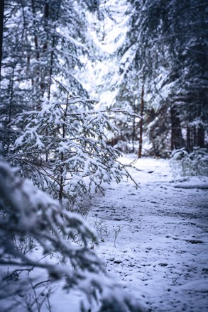 Forest Snow Bad Weather Unterhaugstett Black Editorial Stock Photo ...
