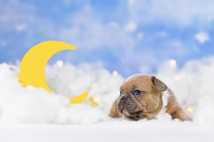 French Bulldog Dog Puppy Hatching Out Editorial Stock Photo - Stock ...