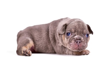 French Bulldog Dog Puppy Hatching Out Editorial Stock Photo - Stock ...