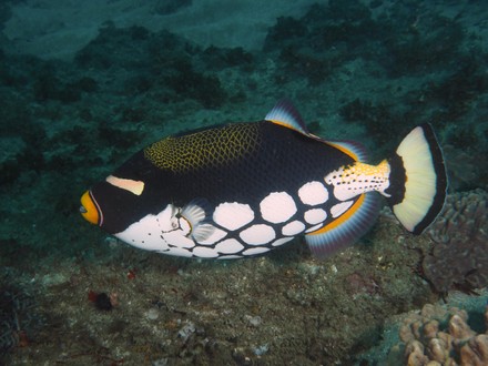 Dragon Stingray Trygon Jenkinsii Himantura Jenkinsi Editorial Stock ...