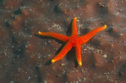 Spotted Snake Eel Myrichthys Maculosus Snake Editorial Stock Photo ...