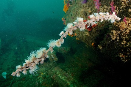 Spotted Snake Eel Myrichthys Maculosus Snake Editorial Stock Photo ...