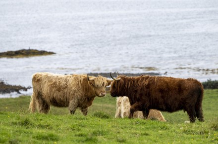 1,000 Scottish farming Stock Pictures, Editorial Images and Stock ...