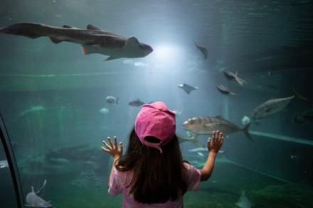 Girl Watching Fish Glass Underwater Passage Editorial Stock Photo ...