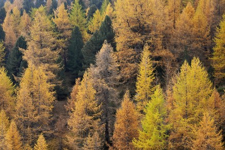 Larch Forest European Larches Editorial Stock Photo - Stock Image ...