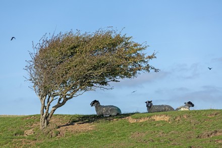 Sheep Lying Shade Under Crooked Tree Editorial Stock Photo - Stock ...