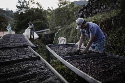 __COUNT__ Coffee harvest of the Costa Rican farmers, Tarrazu, Costa ...