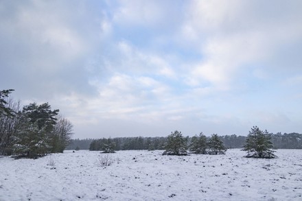 Snow Forest Cartierheide Near Eindhoven Snow Editorial Stock Photo ...