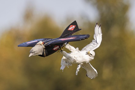 These Falcons Compete See Which Fastest Editorial Stock Photo - Stock ...