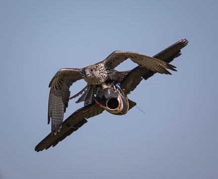 These Falcons Compete See Which Fastest Editorial Stock Photo - Stock ...