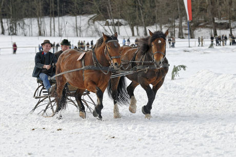 Sleigh Race Oberlaender Carriage Pairs Parsberg Editorial Stock Photo ...