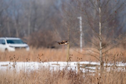 Redshouldered Hawk Seen Flight Fernald Nature Editorial Stock Photo ...