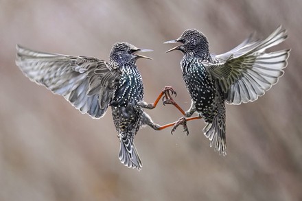 Pair Adult Starlings Look Like They Editorial Stock Photo - Stock Image ...