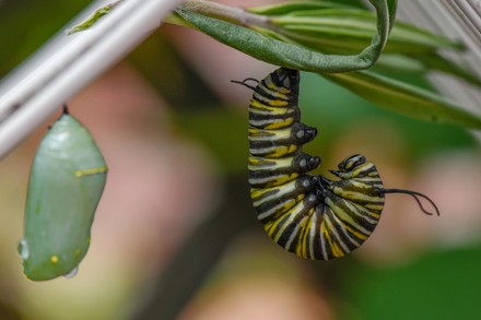 Monarch Butterfly Danaus Plexippus Caterpillar Prepares Editorial Stock ...