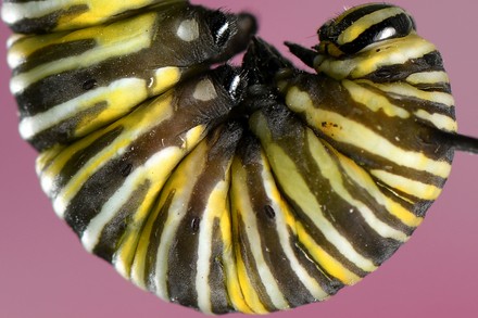 Monarch Butterfly Danaus Plexippus Caterpillar Prepares Editorial Stock ...