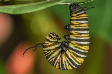 Monarch Butterfly Danaus Plexippus Caterpillar Prepares Editorial Stock ...