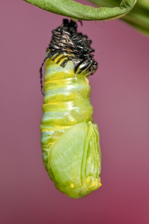 Monarch Butterfly Danaus Plexippus Caterpillar Sheds Editorial Stock ...