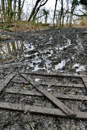 Woodlands Walkways Impassable After Frozen Ground Editorial Stock Photo ...