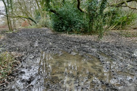 Woodlands Walkways Impassable After Frozen Ground Editorial Stock Photo ...