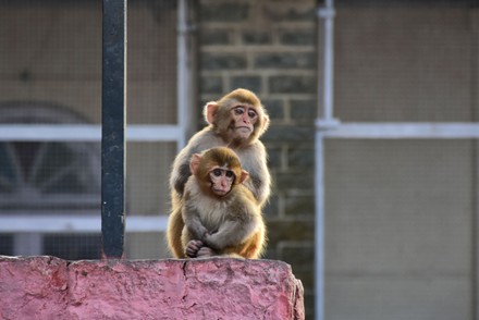 Monkeys Rest On Wall Kasauli Hill Editorial Stock Photo - Stock Image ...