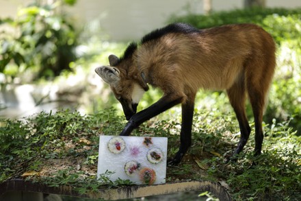 Guara Wolf Eats Ice Popsicle Rio Editorial Stock Photo - Stock Image ...