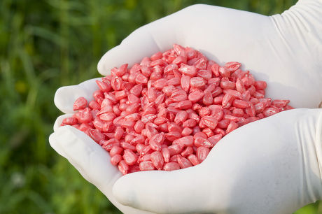 21 Hybrid seeds Stock Pictures, Editorial Images and Stock Photos ...