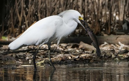 Snowy Egret Manages Catch Fish Inside Editorial Stock Photo - Stock ...