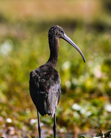 Glossy Ibis Plegadis Falcinellus Water Bird Editorial Stock Photo ...