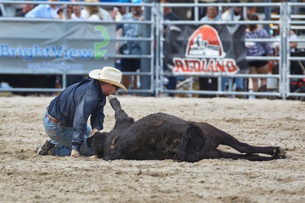 74th Annual Homestead Championship Rodeo Presented Editorial Stock ...