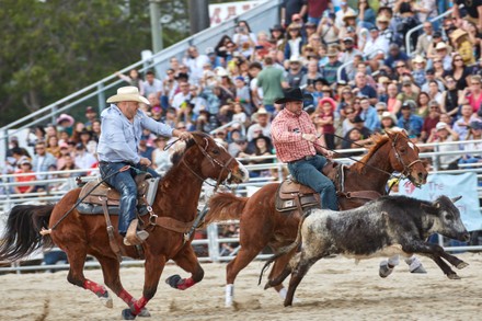 74th Annual Homestead Championship Rodeo Presented Editorial Stock ...
