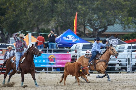 74th Annual Homestead Championship Rodeo Presented Editorial Stock ...