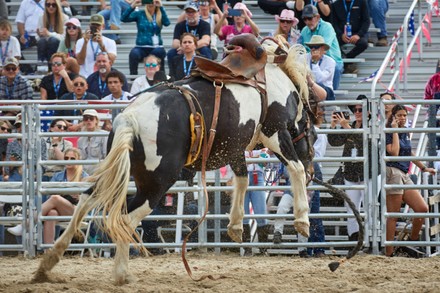 74th Annual Homestead Championship Rodeo Presented Editorial Stock ...