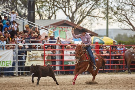 74th Annual Homestead Championship Rodeo Presented Editorial Stock ...