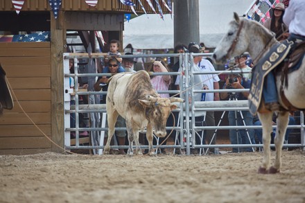 74th Annual Homestead Championship Rodeo Presented Editorial Stock ...