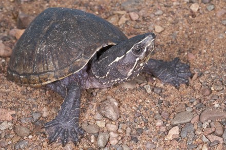 Common Musk Turtle Sternotherus Odoratus Stinkpot Editorial Stock Photo ...