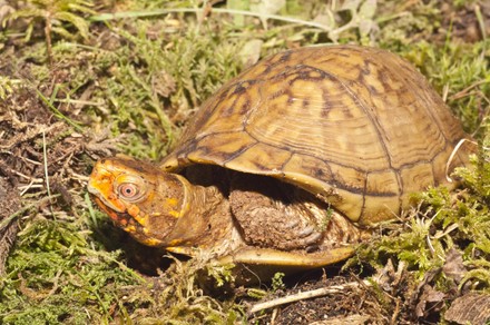 3toed Three Toed Box Turtle Terrapene Editorial Stock Photo - Stock ...