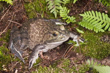 Bullfrog Rana Catesbeiana Native North America Editorial Stock Photo ...