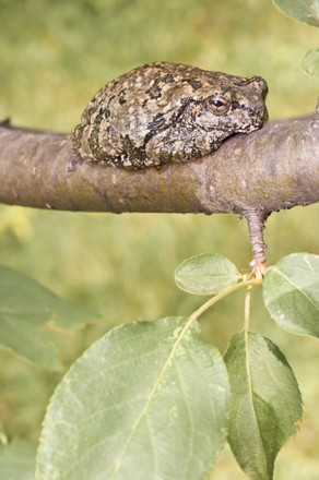 Copes Grey Tree Frog Hyla Chrysoscelis Editorial Stock Photo - Stock ...