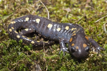 40 Mole salamanders Stock Pictures, Editorial Images and Stock Photos ...