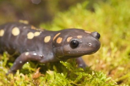 Spotted Salamander Ambystoma Maculatum Native Eastern Editorial Stock ...