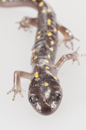 Spotted Salamander Ambystoma Maculatum Native Eastern Editorial Stock ...