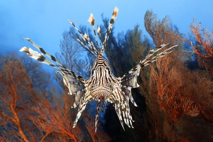 Common Lionfish Pterois Miles Frontal Front Editorial Stock Photo ...
