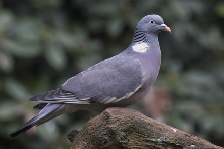 9,000 Pigeon Stock Pictures, Editorial Images and Stock Photos ...