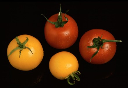 Tomatoes Cocktail Tomatoes Editorial Stock Photo - Stock Image ...