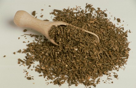 Medicinal Herbs Bloodwood Tree Haematoxylum Campechianum Editorial ...