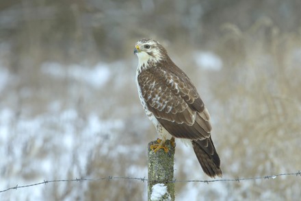 Common Steppe Buzzard Buteo Buteo Light Editorial Stock Photo - Stock ...