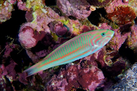 Atlantic Triton Charonia Variegata El Cabron Editorial Stock Photo ...